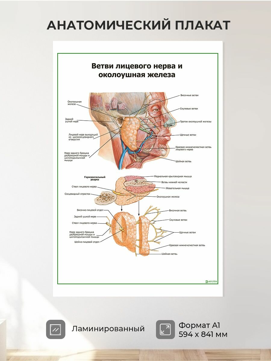 Обучающий медицинский плакат ламинированный формат A1 Ветви лицевого нерва