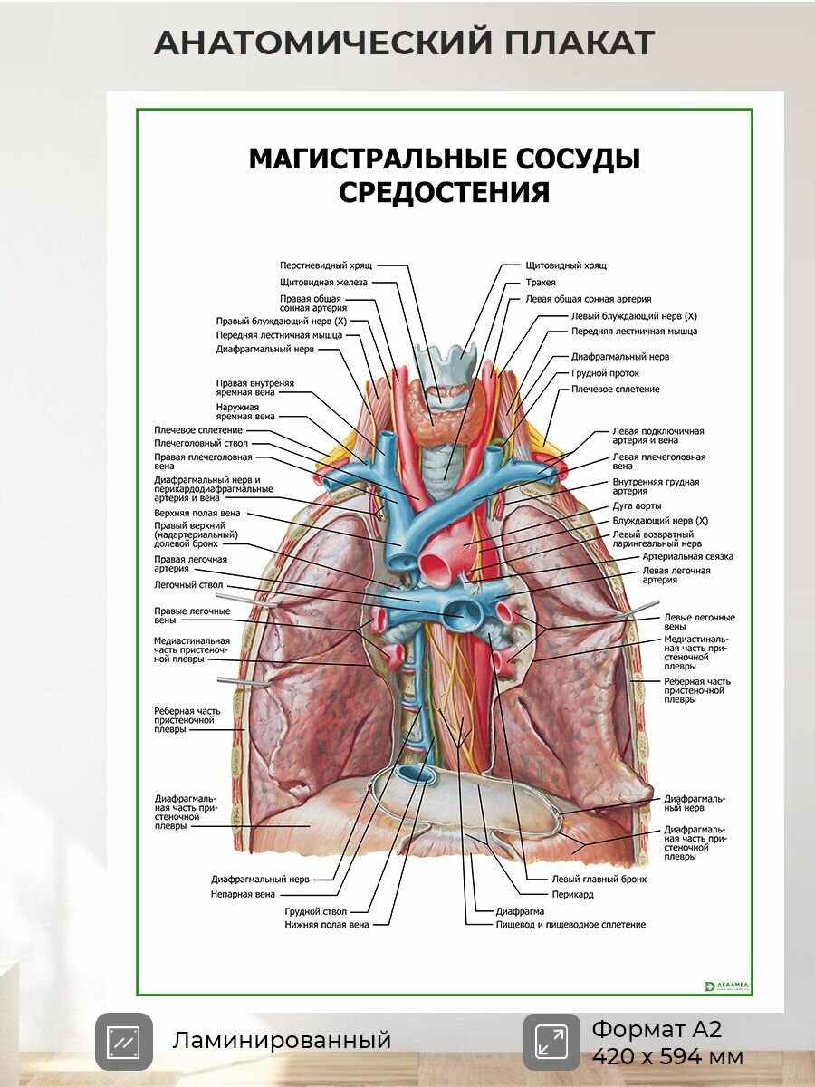 Обучающий медицинский плакат ламинированный формат А2 Магистральные сосуды средостения