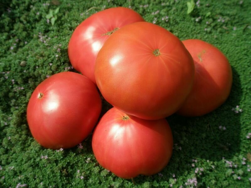 Коллекционные семена томата Старообрядческий