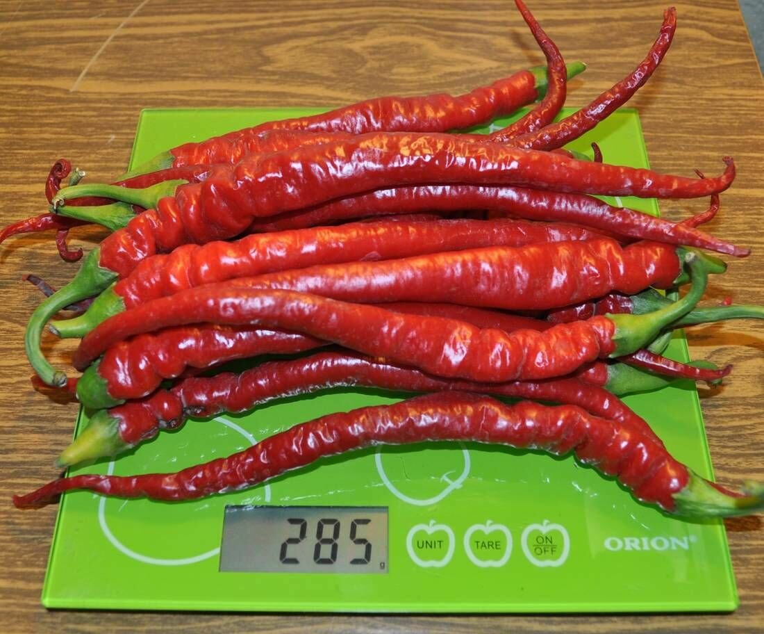 Коллекционные семена перца сладкого Турецкий длинный