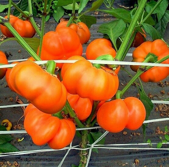 Коллекционные семена перца сладкого Фон Барон оранжевый