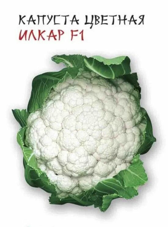 Коллекционные семена капусты цветная Илкар F1