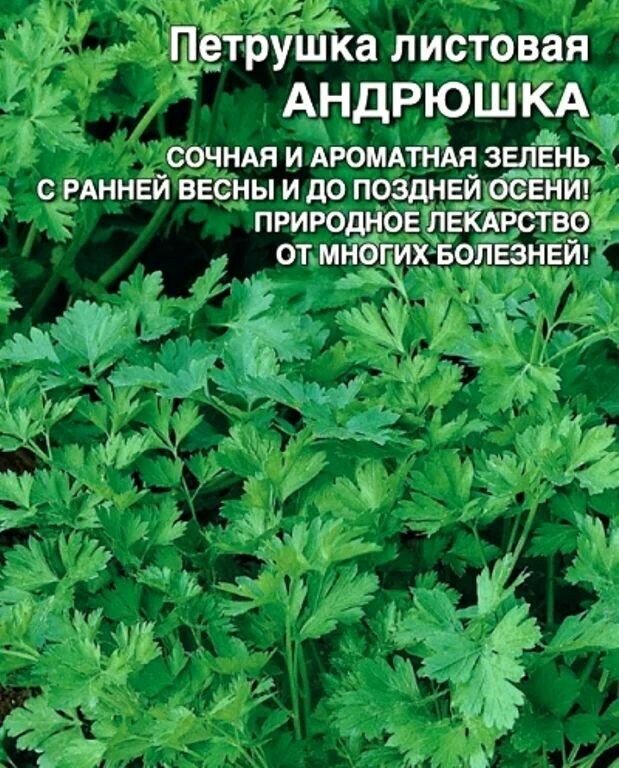 Коллекционные семена петрушки листовая Андрюшка