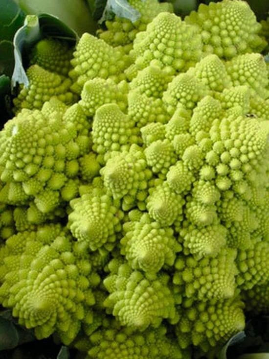 Коллекционные семена капусты цветная Зеленая гроздь