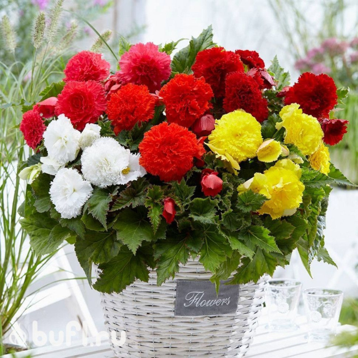 Клубни цветов, BULBS-SERVICE , Бегония бахромчатая смесь 5 шт.