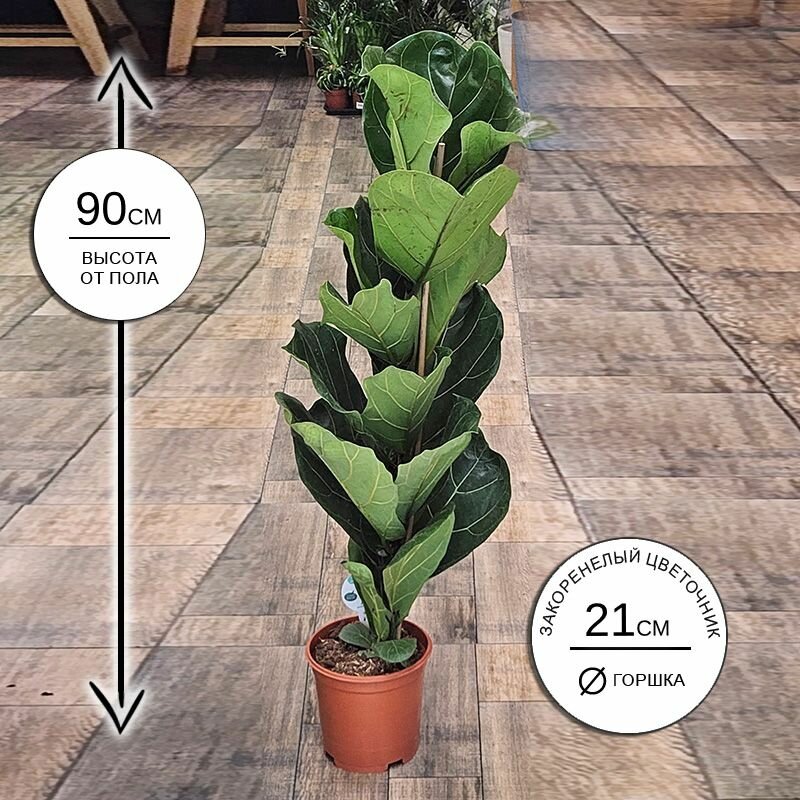 Фикус Лирата 21*90, живое комнатное растение в горшке, Закоренелый Цветочник