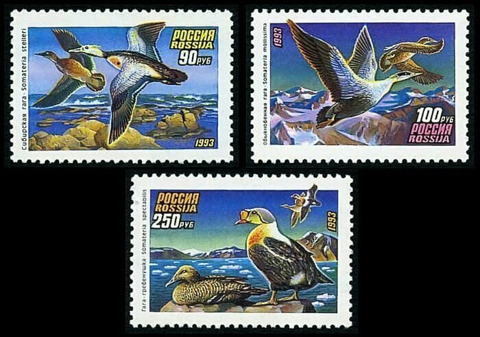 Почтовые марки России. 1993 год. № 101-103. Фауна. Утки. Серия из 3 марок