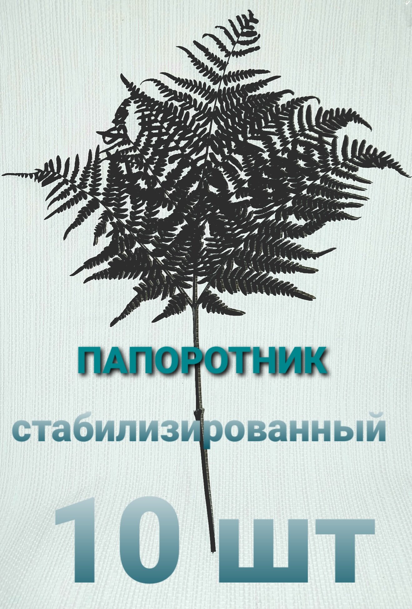 Стабилизированный папоротник 50см