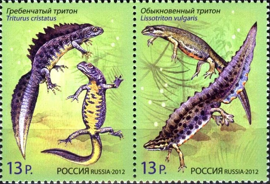 Почтовые марки Россия 2012г. "Фауна. Тритоны" Фауна MNH