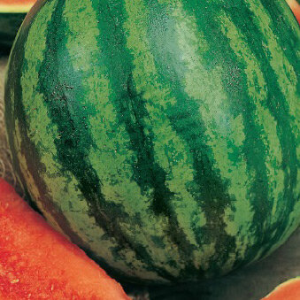 Семена Арбуза Чудо Востока F1 (1 гр.)