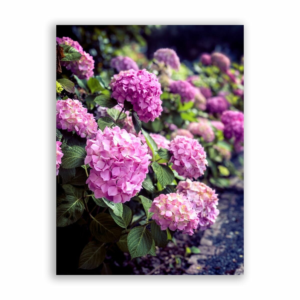 Постер цветы на бумаге / Гортензия / Размер 30 x 40 см