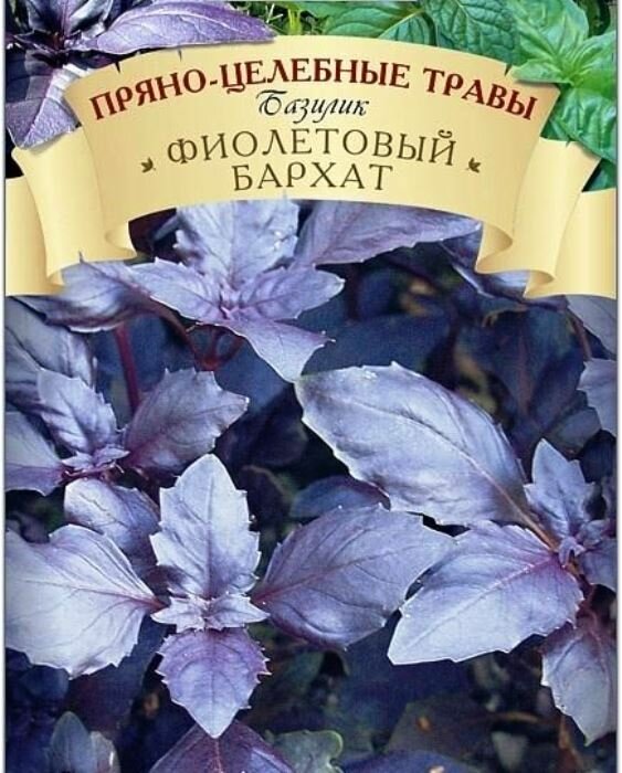 Семена Базилик Фиолетовый бархат
