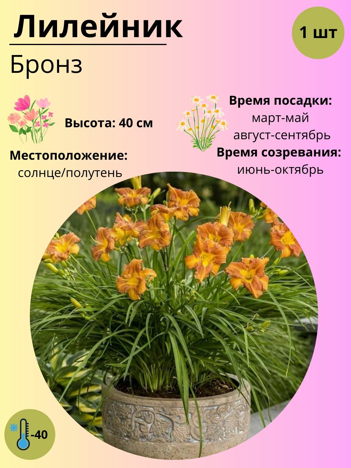 Лилейник Бронз, многолетние цветы