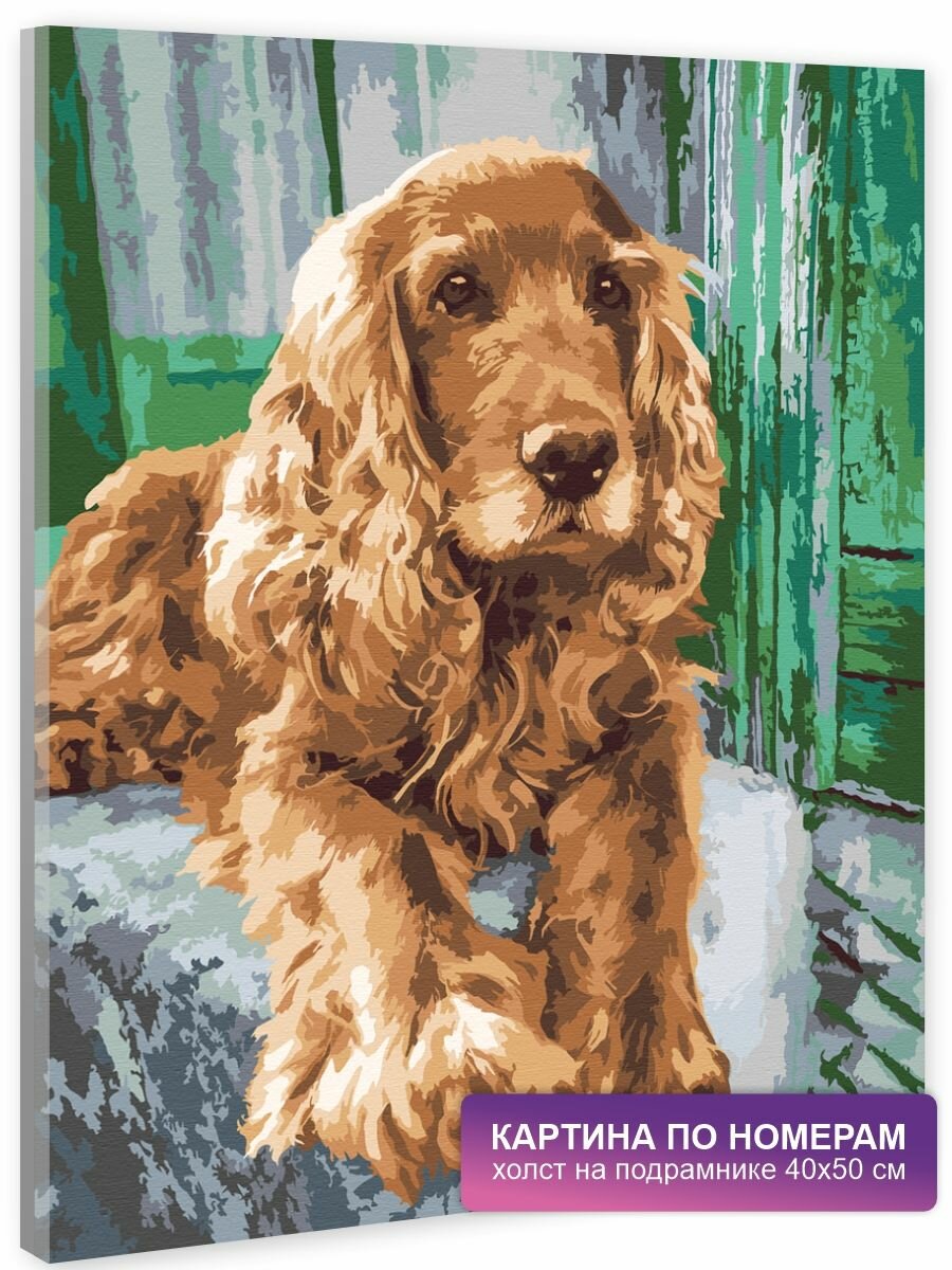 Картина по номерам на холсте с подрамником 40х50 см. Природа, животные, рыбы, птицы. Собаки, щенки. "Спаниель ", арт. 4446/