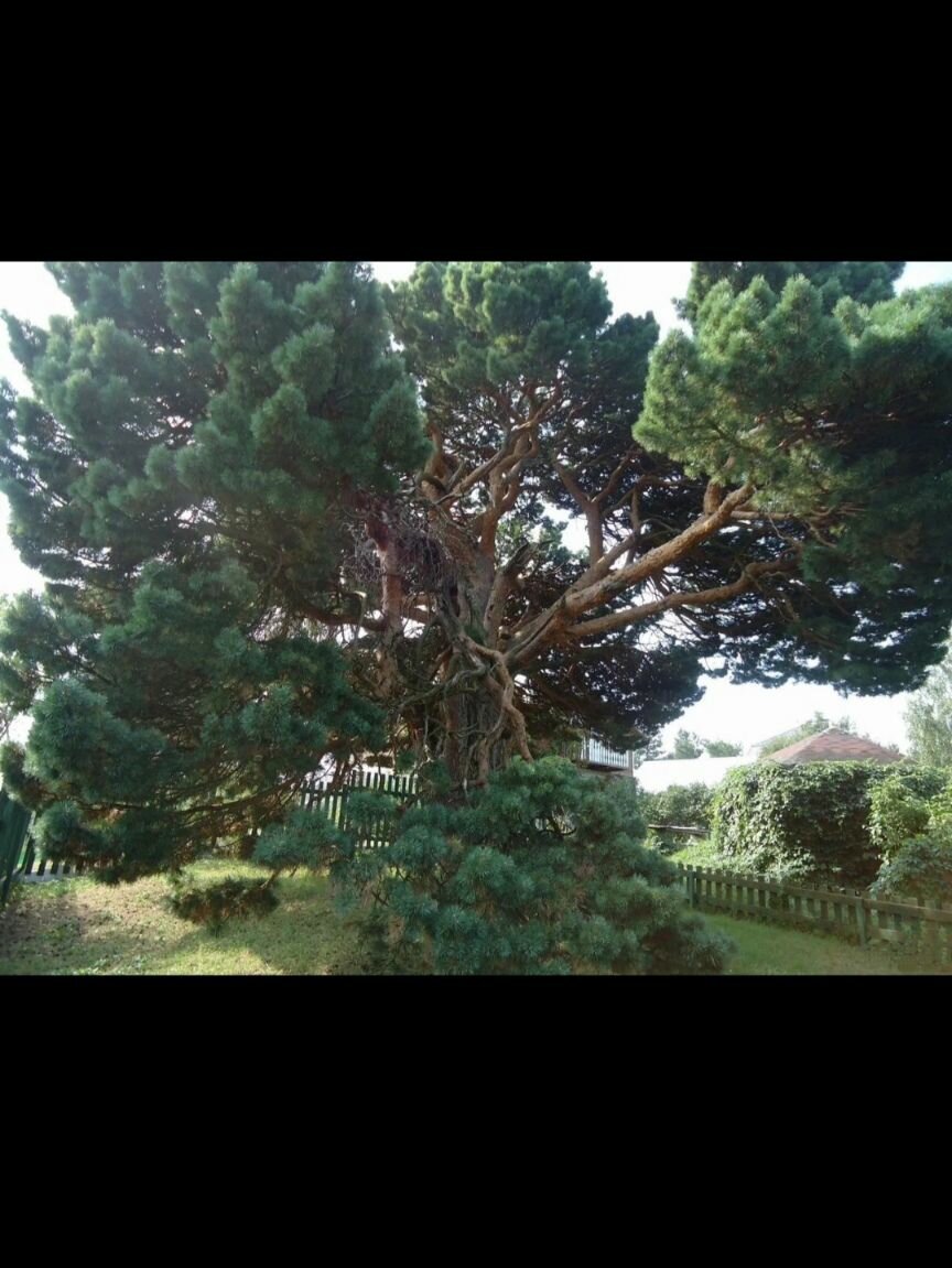 Семена Сосны Банкса, 15 штук