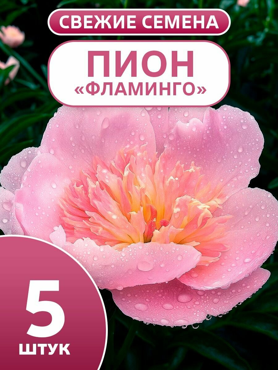 Семена пиона "Фламинго" для выращивания