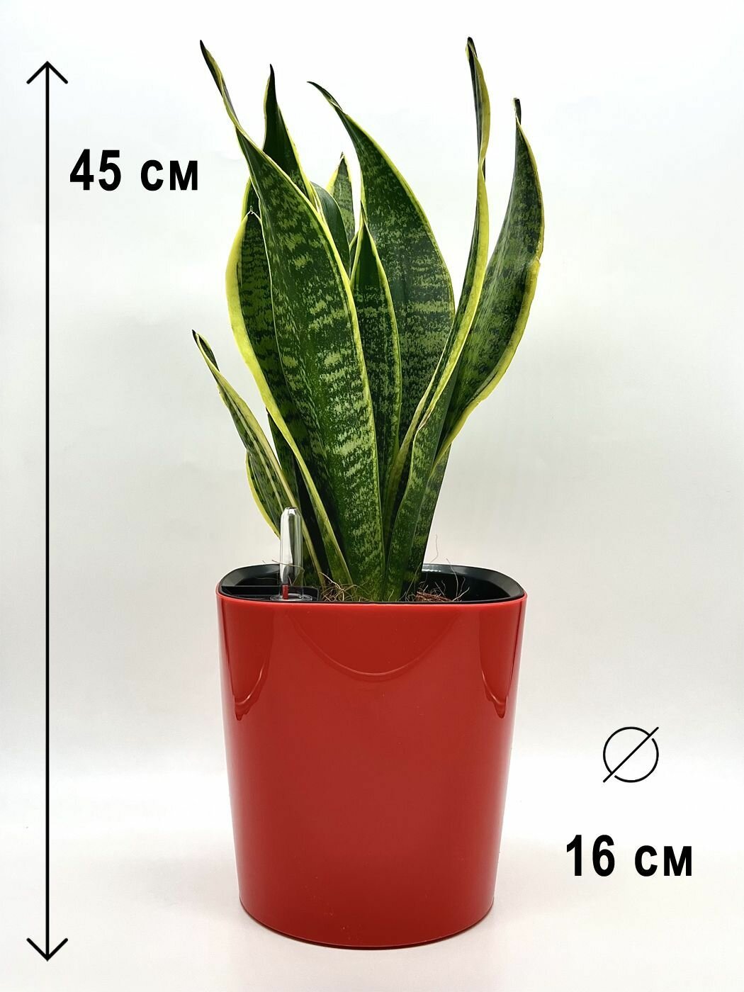 Сансевиерия Лауренти в красном пластиковом кашпо с автополивом, высота композиции 40-50см