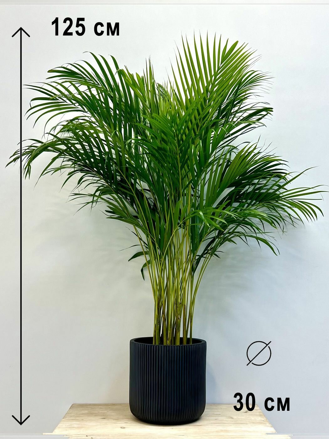 Пальма Арека в керамическом кашпо Джет черный, высота композиции 120-130см