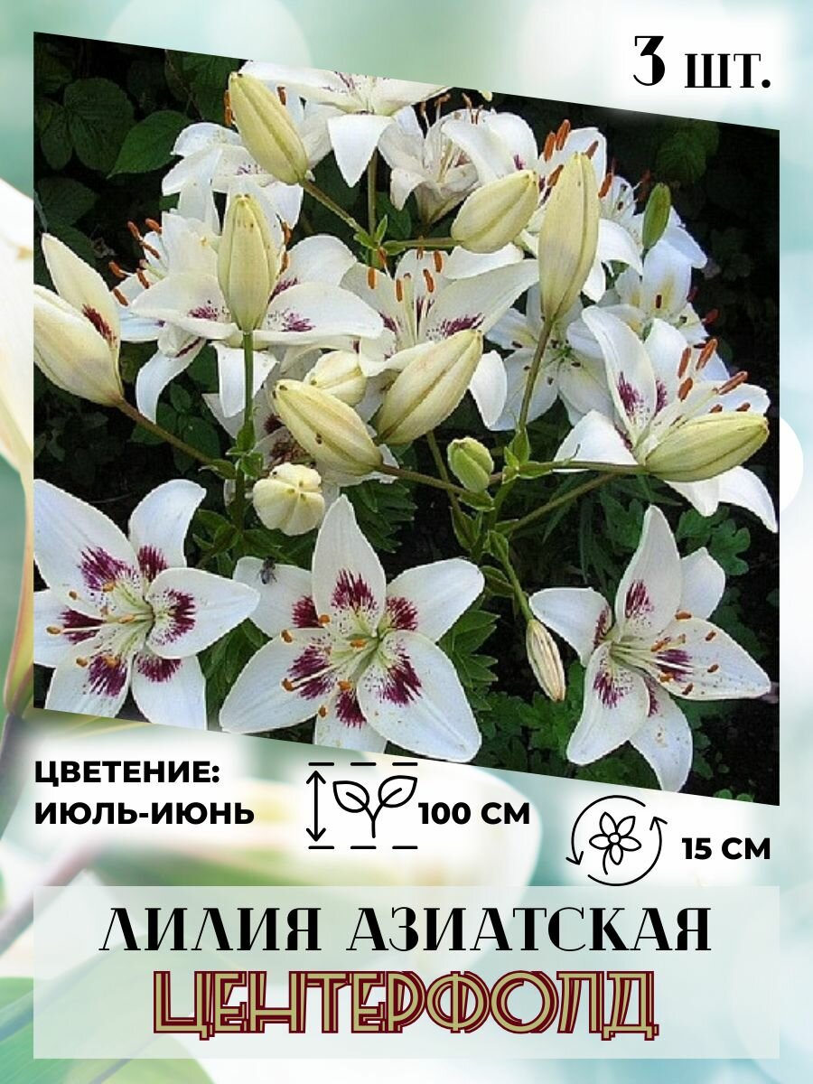 Лилия азиатская, луковицы 3 шт, многолетние цветы