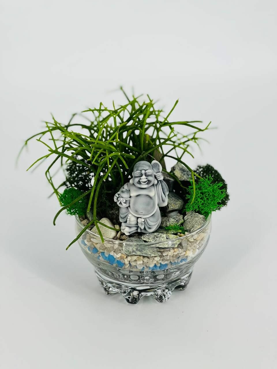 Флорариум с денежным Хоттеем