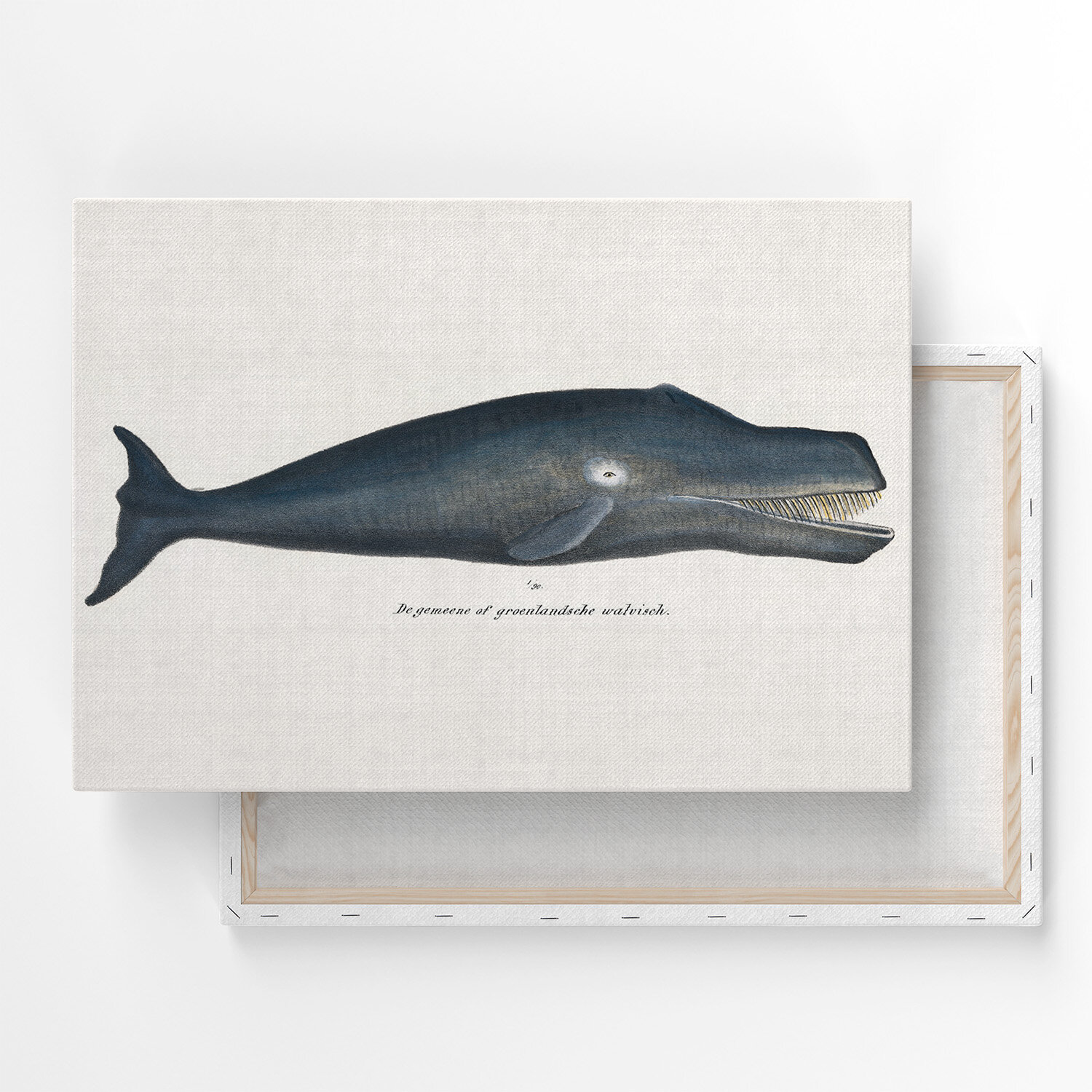 Картина на холсте, репродукция / Кит / Размер 30 x 40 см