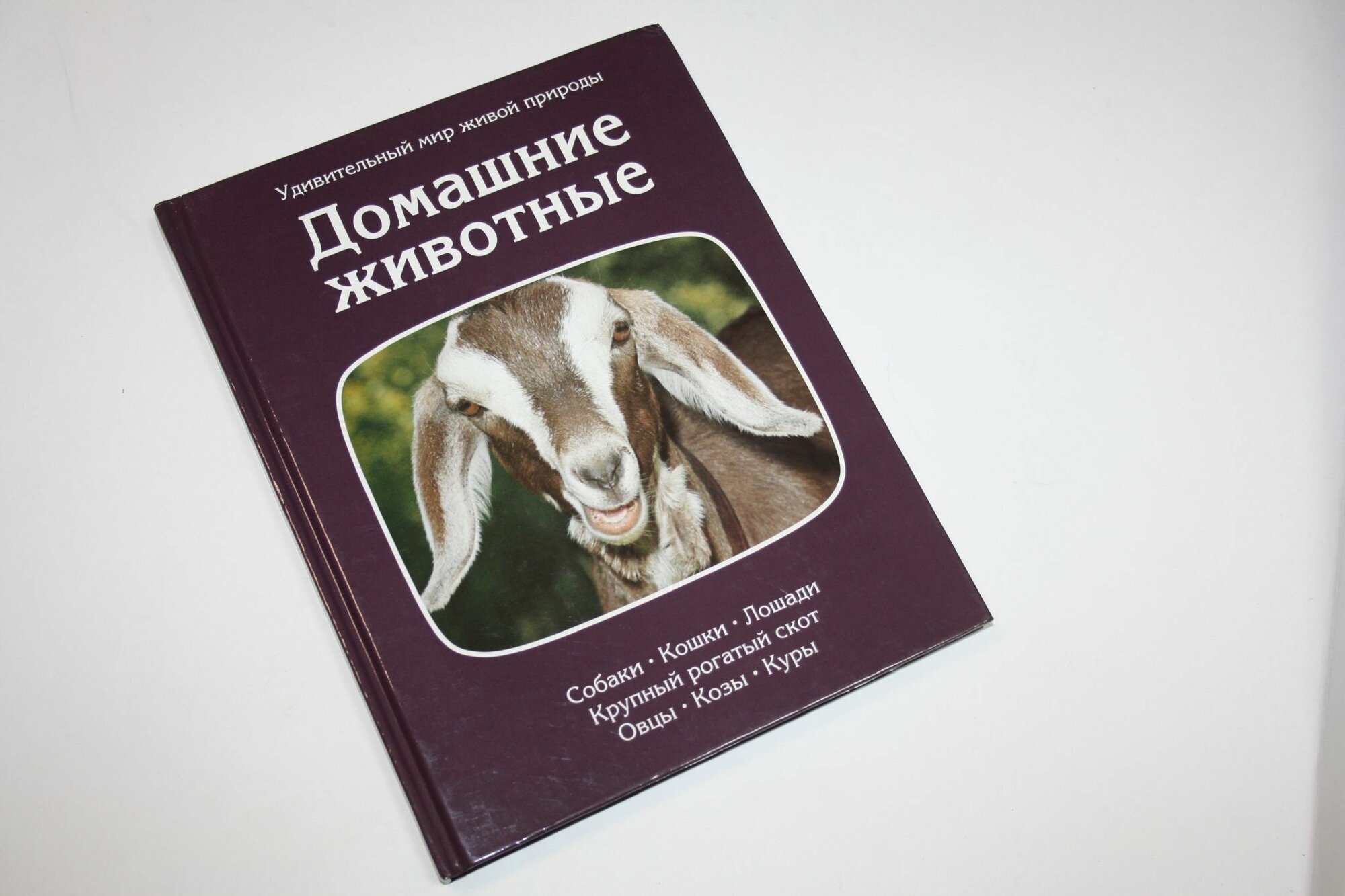 Домашние животные
