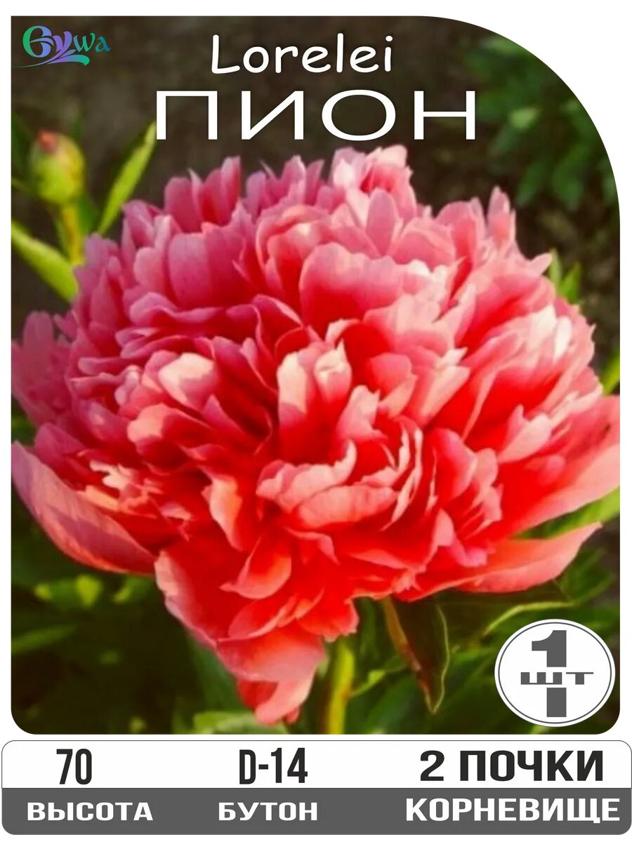 Корневище Пиона "Лорелей" ,2 почки, зимостойкое, розово-оранжевый, высота 70 см, Eywa
