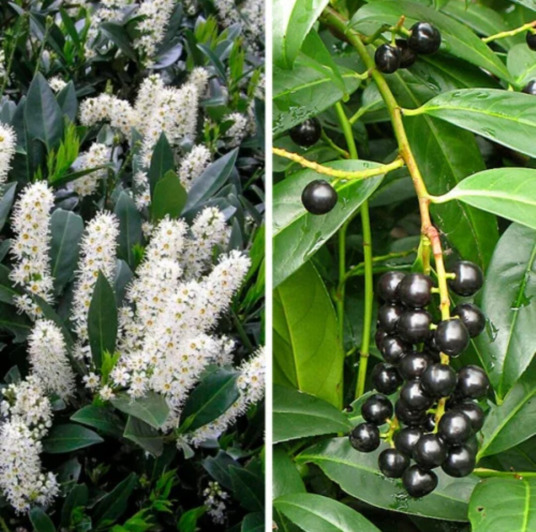 Лавровишня саженец 10-20 см — фото 1