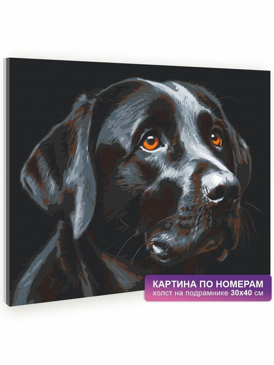 Картина по номерам на холсте с подрамником 30х40 см. Природа, животные, рыбы, птицы. Собаки, щенки. "Лабрадор", арт. 7040/