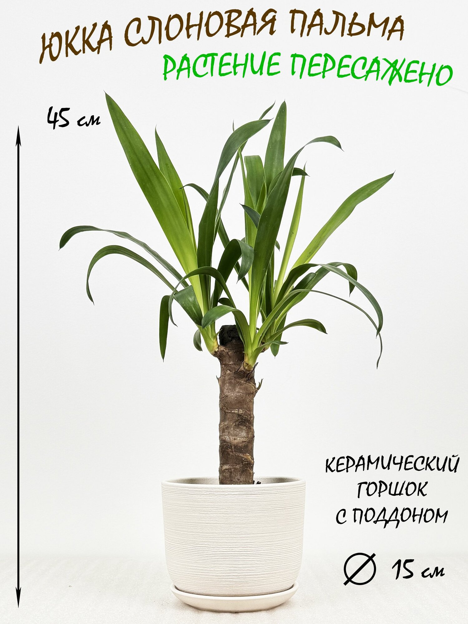 Юкка в белом керамическом горшке с поддоном, PRO фикус живое растение, высота 45-50см