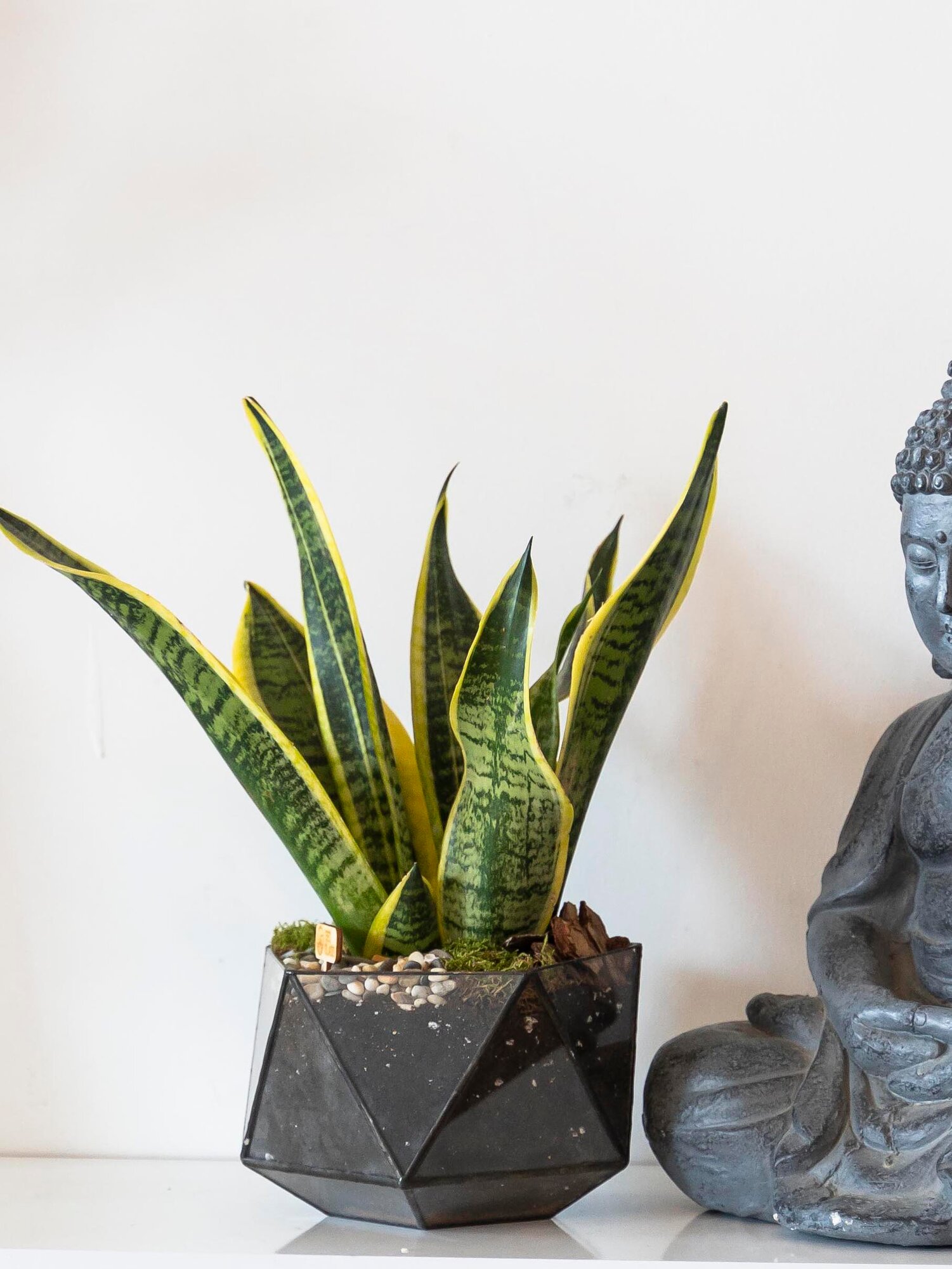 Geo Glass: Сансевиерия в горшке , живое растение в стеклянном кашпо ручной работы 30-35 см