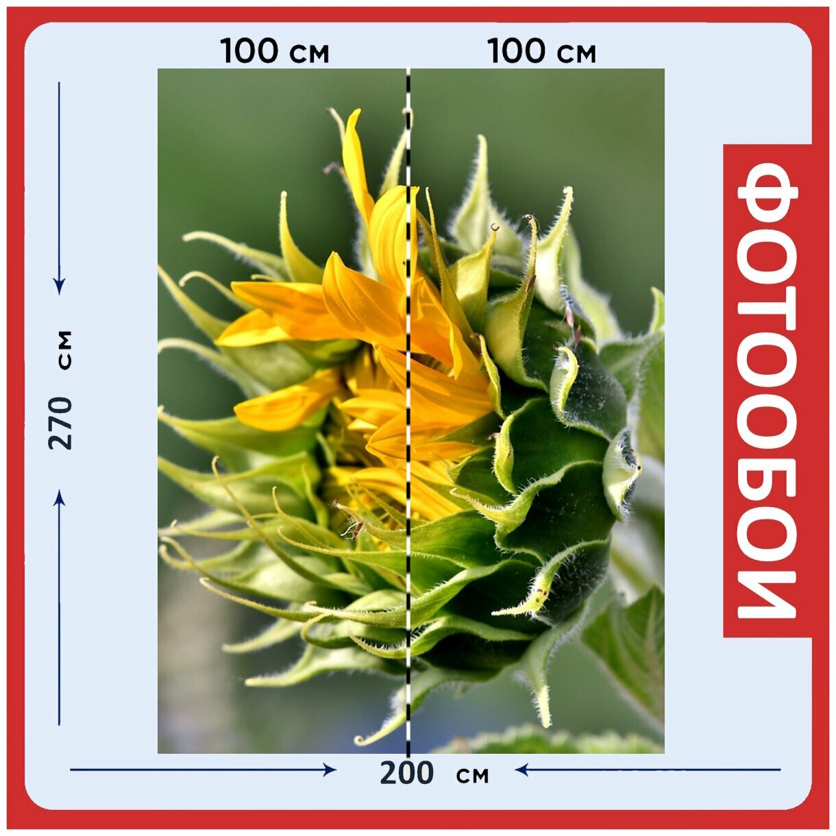 Фотообои "Подсолнечник, лето, жёлтый" 200x270 см. флизелиновыена стену