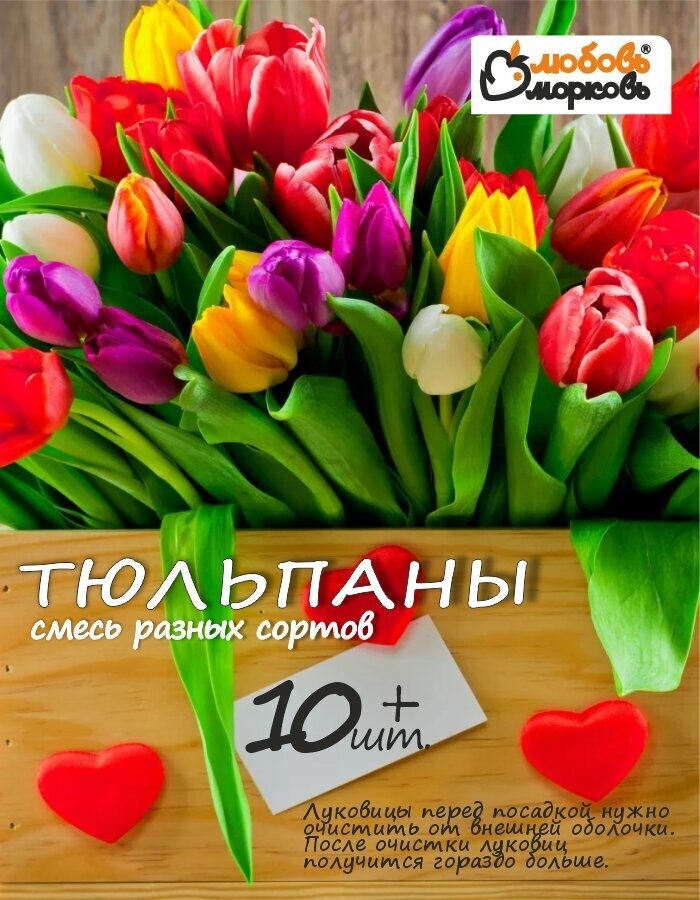 Тюльпан Луковицы неочищенные, Микс сортов, более 10шт+ (Любовь морковь)