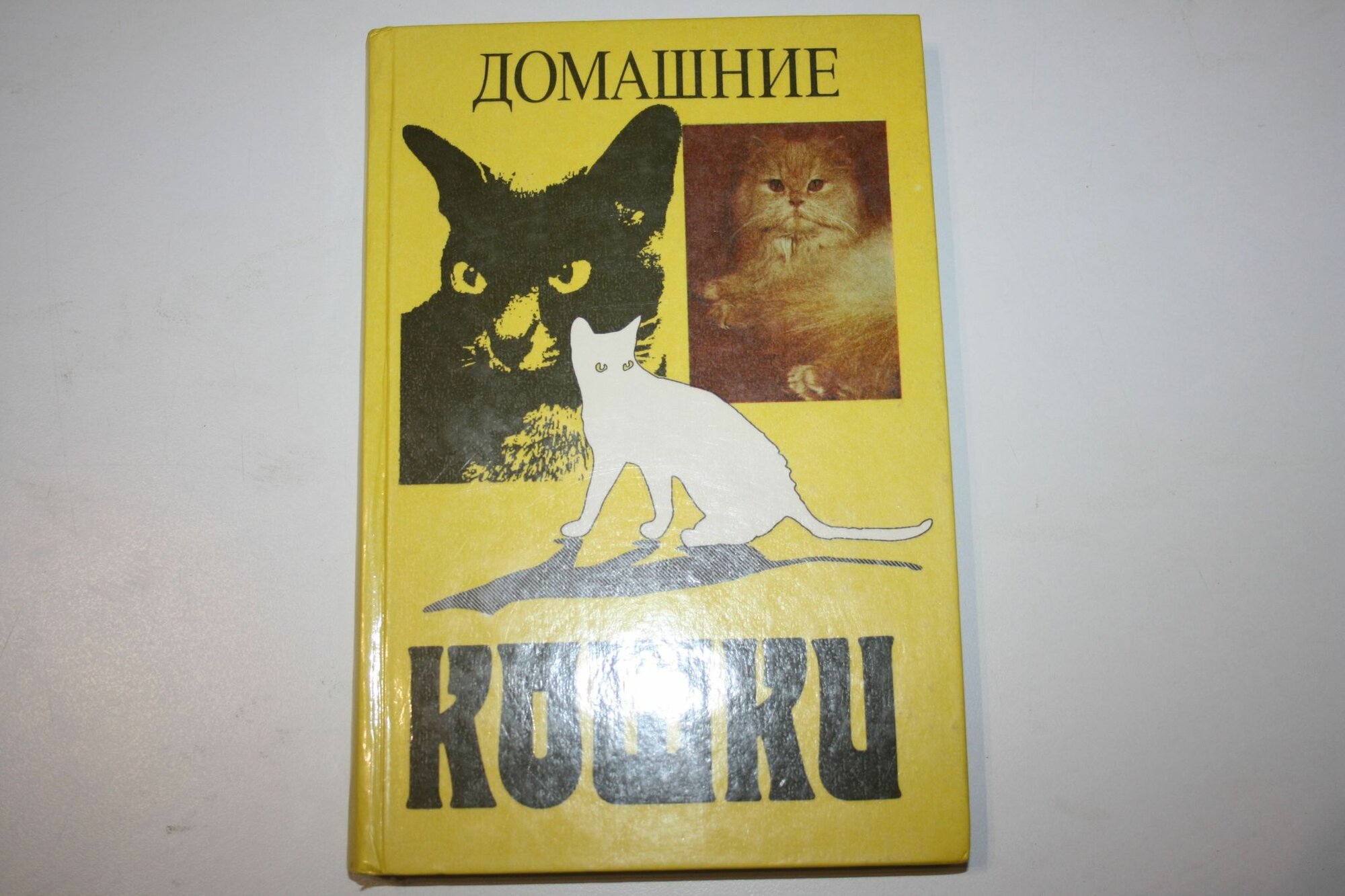 Домашние кошки