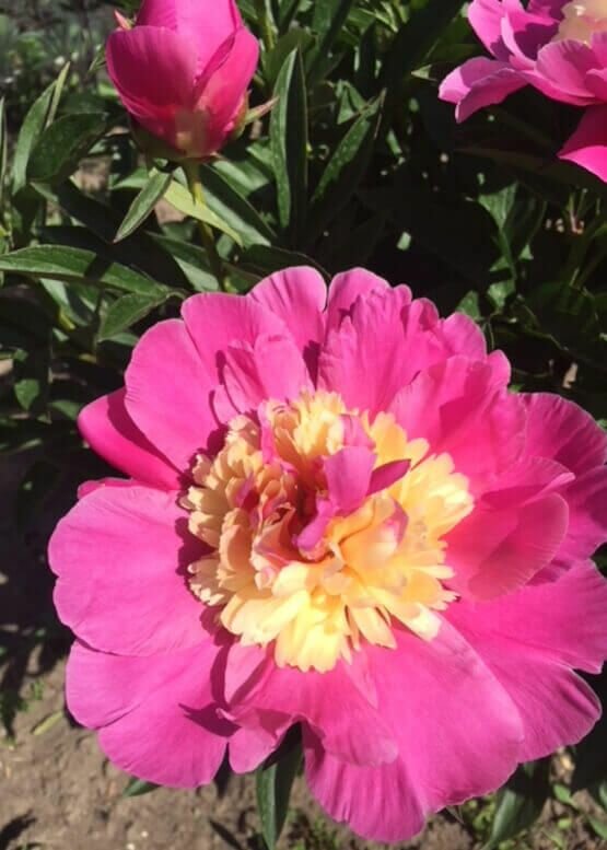 Пион BEAUTIFUL SENORITA (бьютифул сеньорита) 1шт