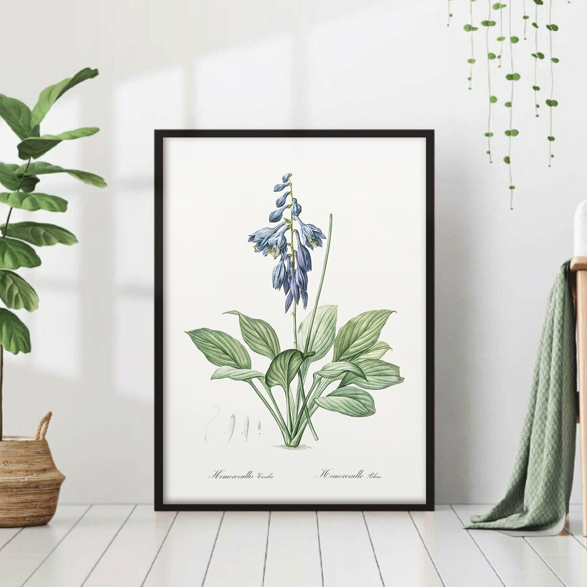 Постер "Хоста ботаническая иллюстрация " в черной рамке 40x50 см для интерьера на стену