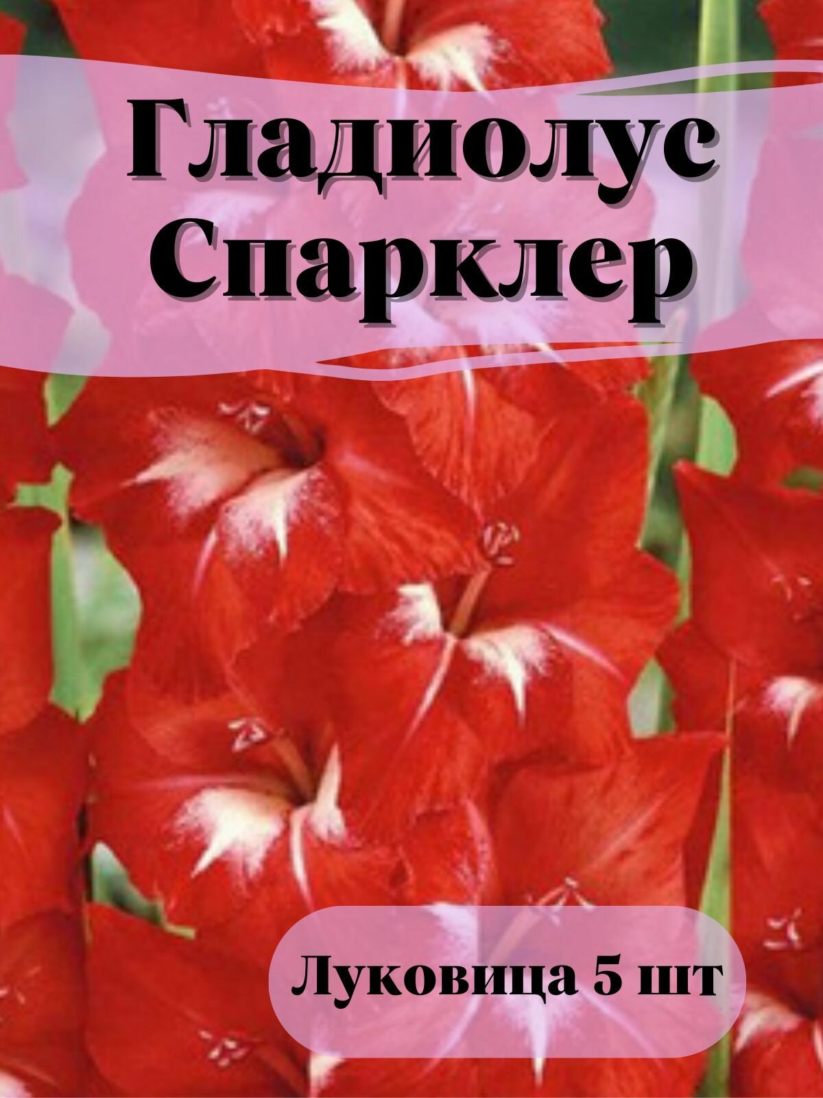 Гладиолус Спарклер; Луковица, 5 шт.