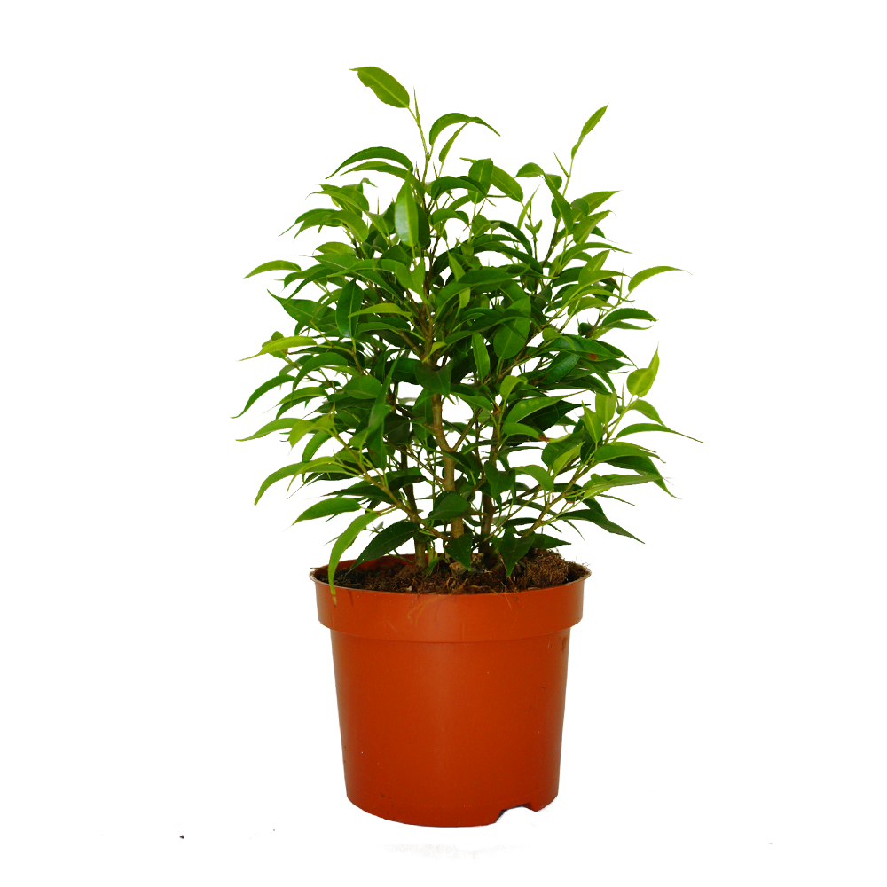 Растение фикусгрин кинки