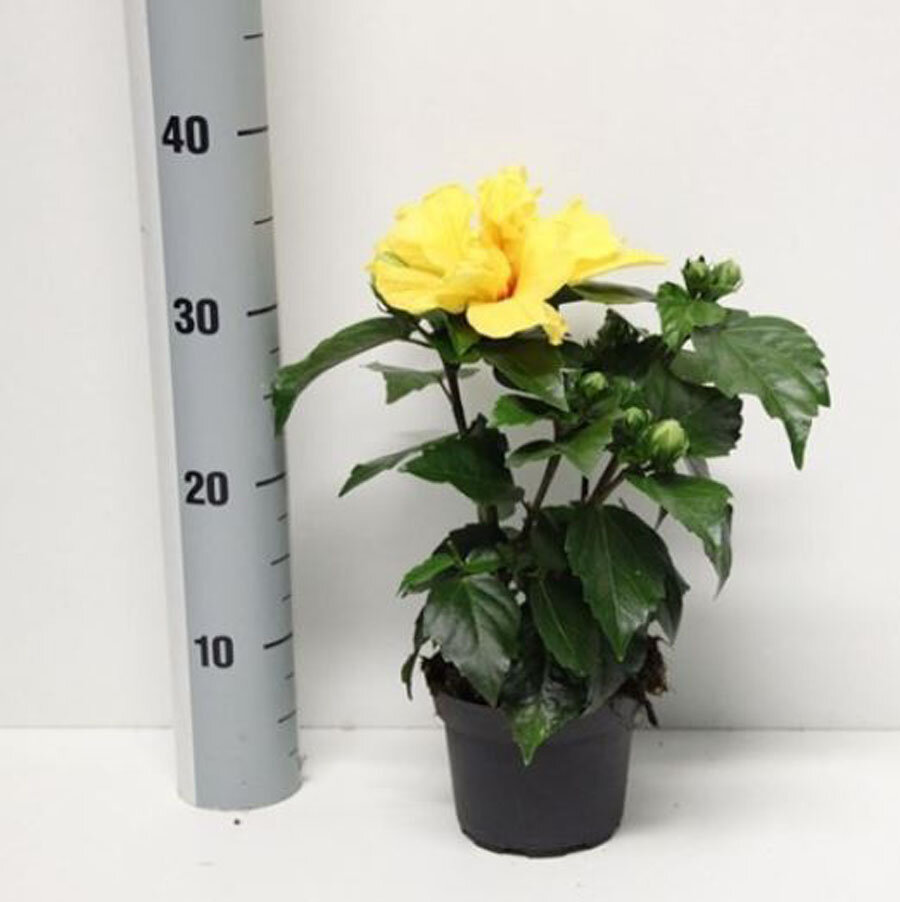 Гибискус желтый махровый - Hibiscus rosa-sin Koenig D10 H30