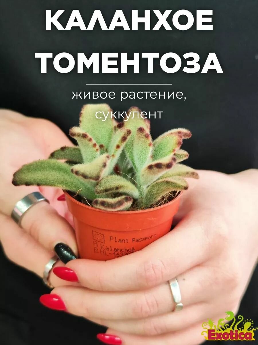 Каланхое Томентоза Аида (Kalanchoe Tomentosa Aida) D5см, суккулент в горшке