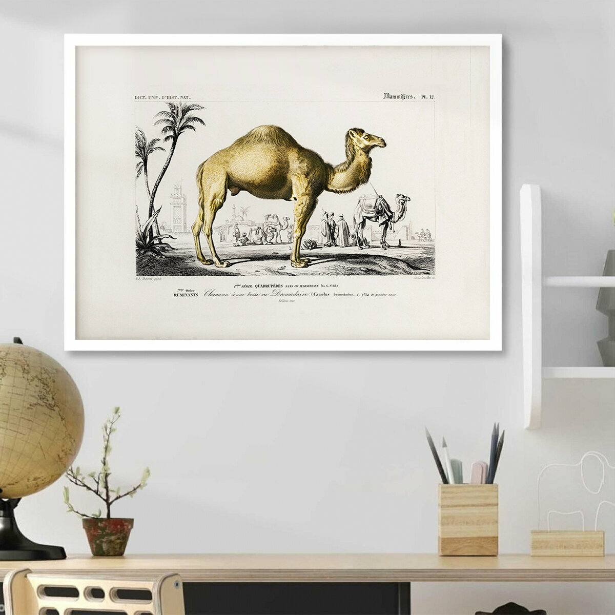 Постер "Верблюд иллюстракция" в белой рамке 40x50 см для интерьера на стену