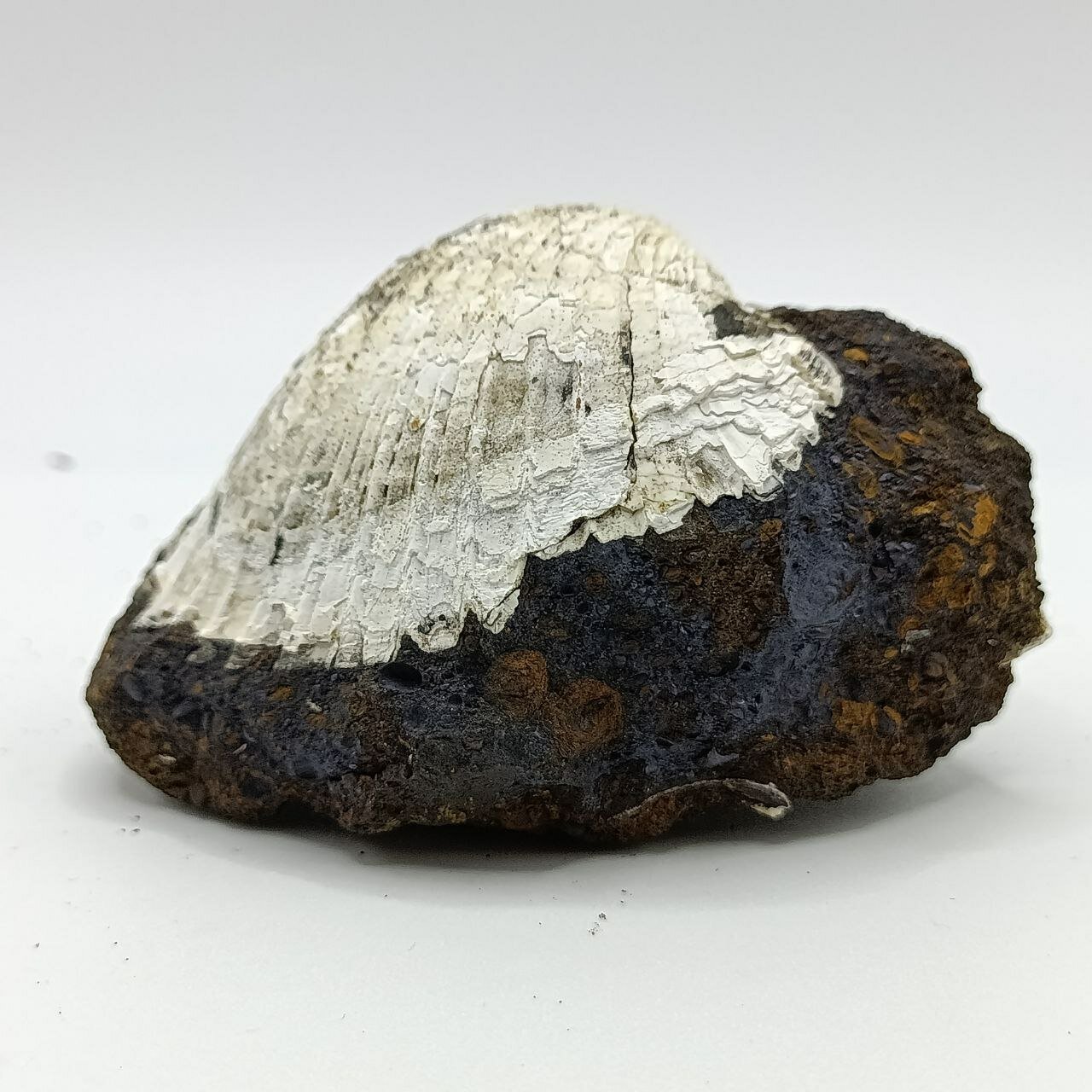 Окаменелость, двустворчатый моллюск Arcicardium, 162 гр.