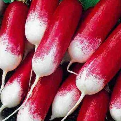 Коллекционные семена редиса Полинка