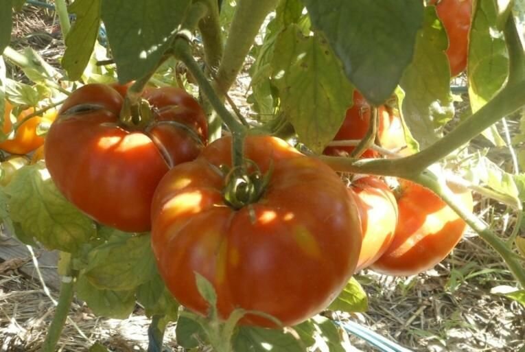 Коллекционные семена томата Чудо сада