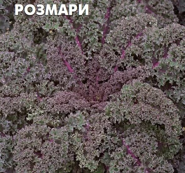 Коллекционные семена капусты листовая Розмари