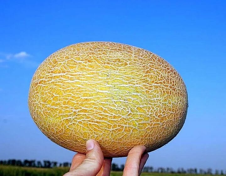 Коллекционные семена дыни Дюна