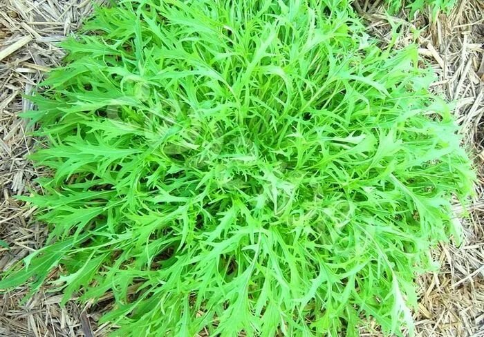 Коллекционные семена капусты японская Мизуна