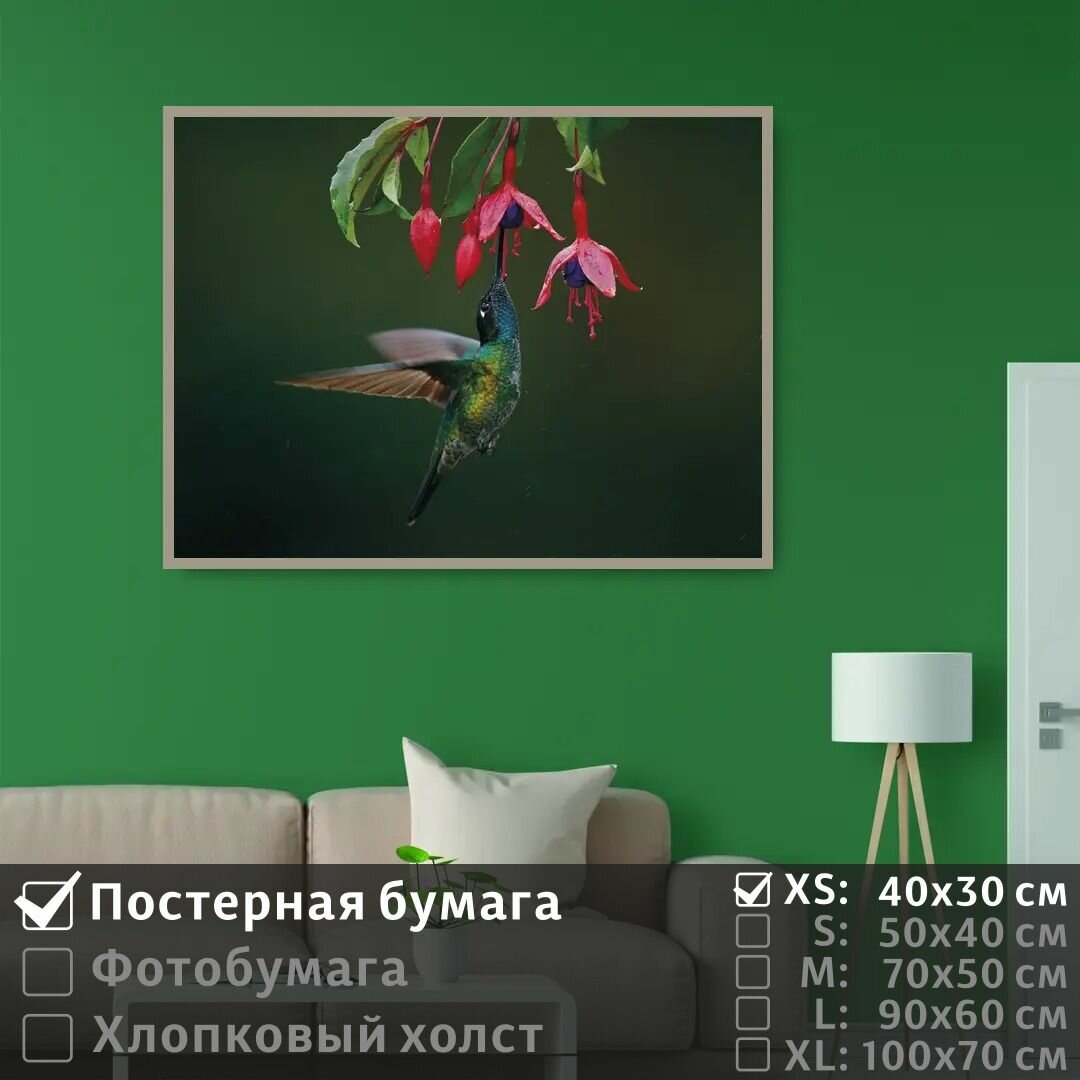 Постер на стену Колибри В Полете С Цветками Фуксии 40х30 см ПолиЦентр