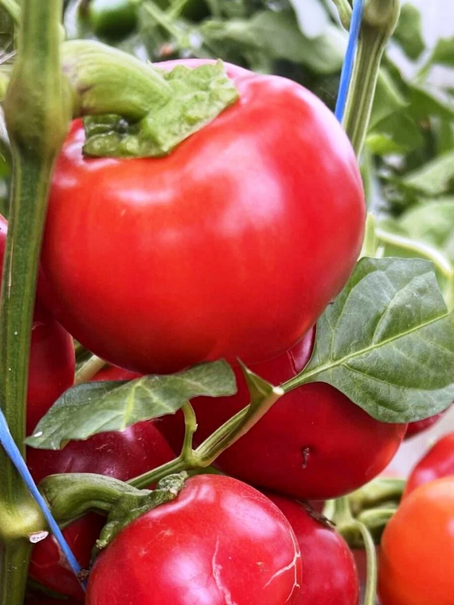 Сладкий перец Гогошар красный семена 5 штук