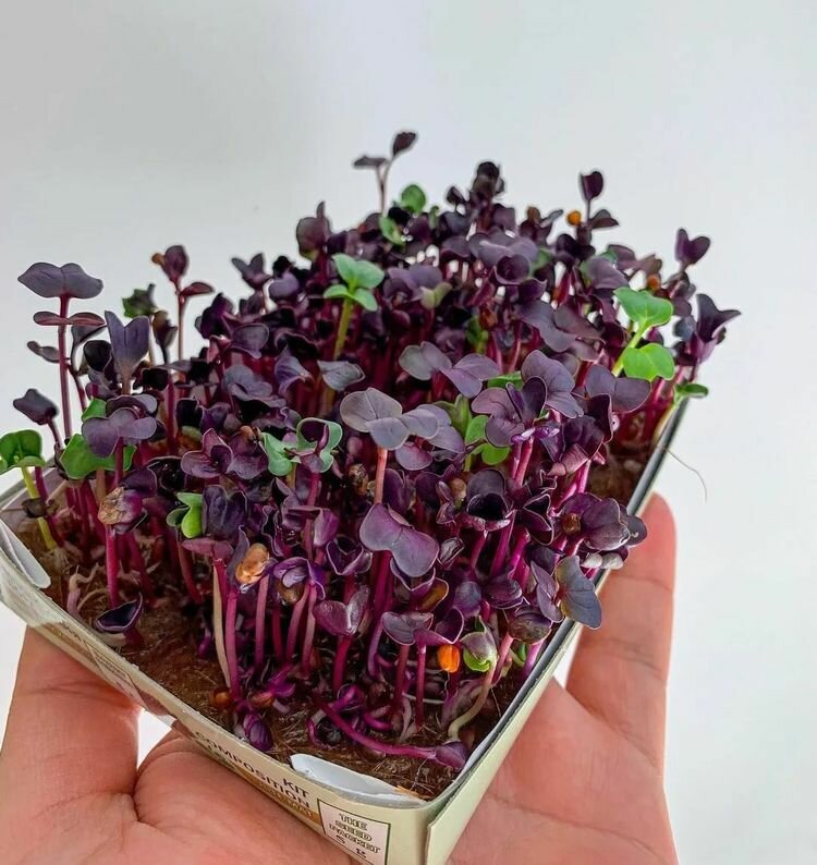 Семена Микрозелень Капустный карнавал, смесь